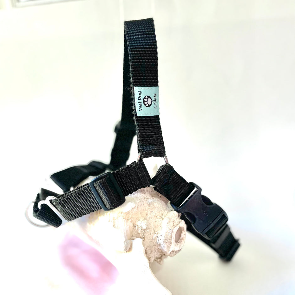 Wet Dog Collars | Designed for the Beach Dog | Saltwater Gear