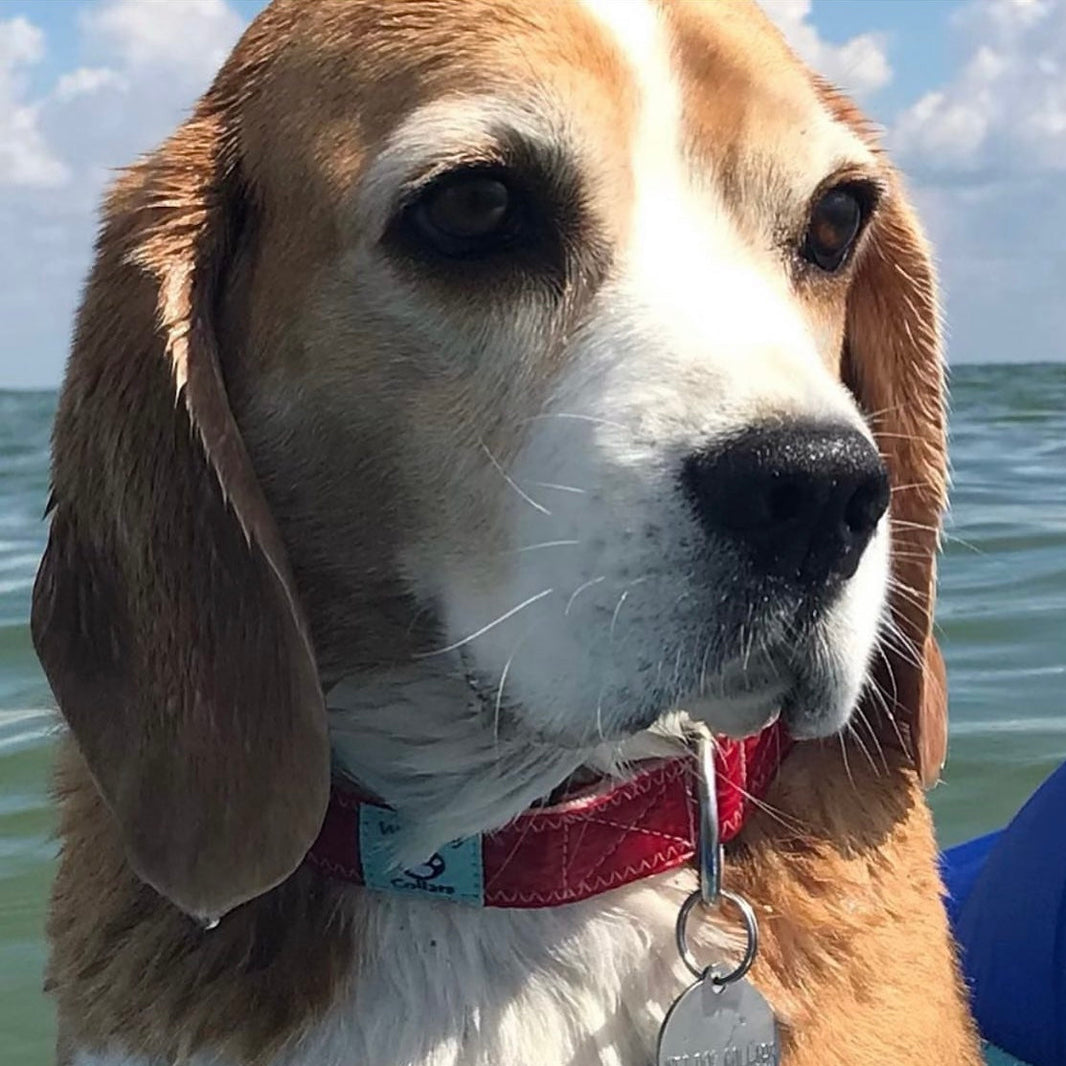 Wet Dog Collars | Designed for the Beach Dog | Saltwater Gear