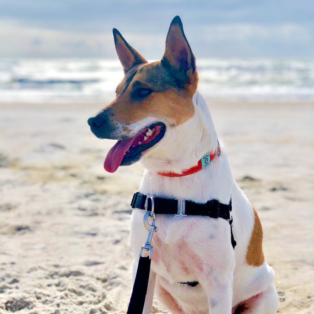 Wet Dog Collars | Designed for the Beach Dog | Saltwater Gear